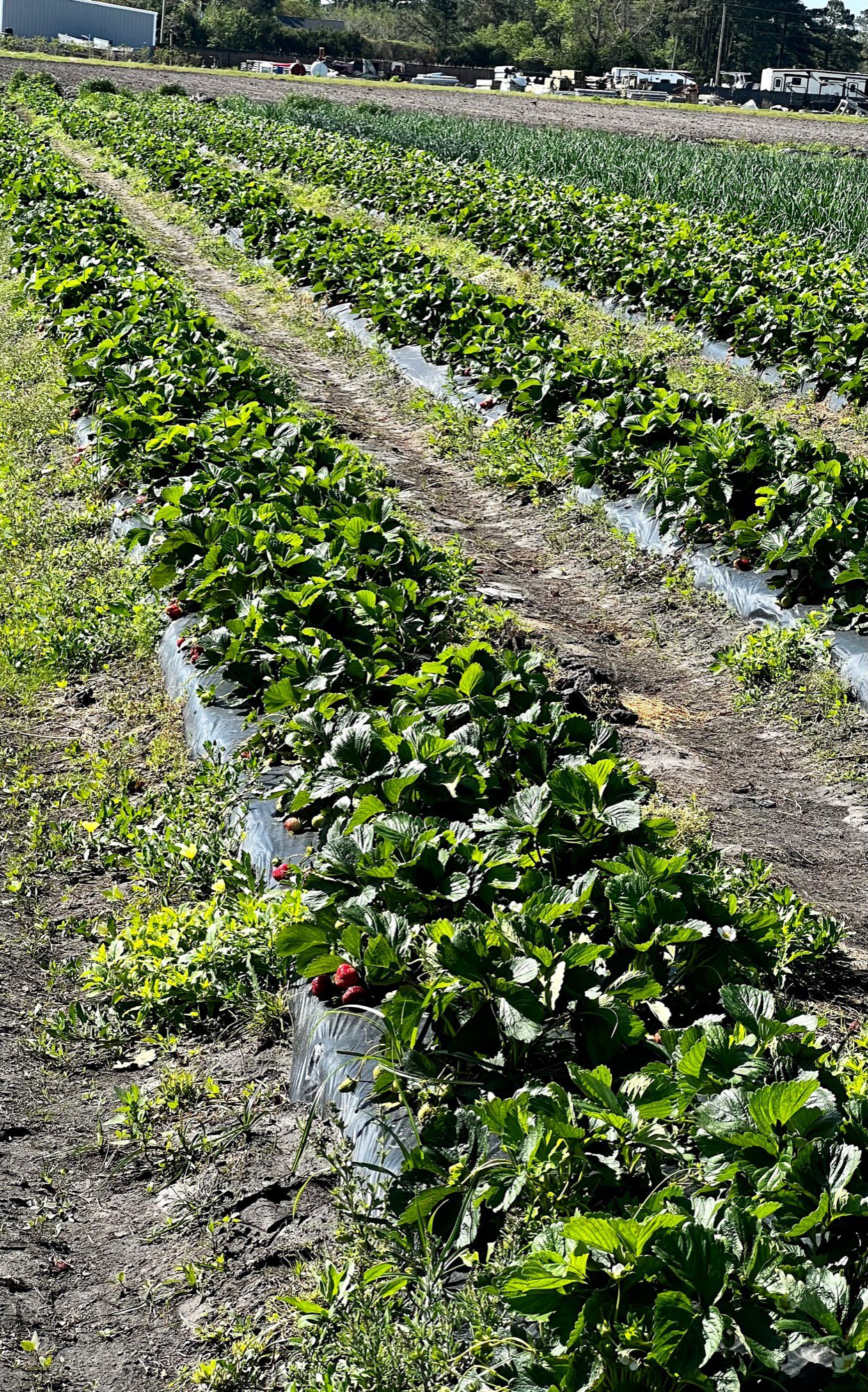 JW Merrell farm - Gari's Galley