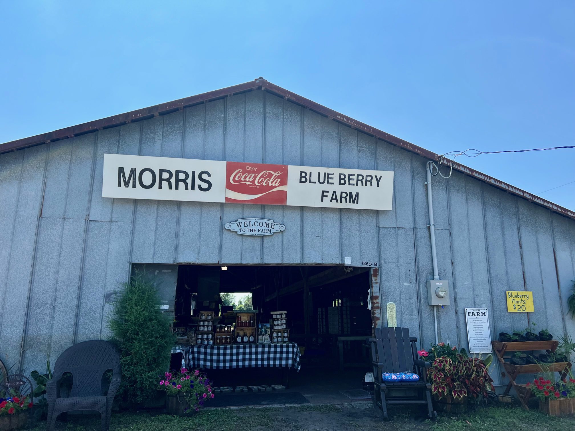 Blueberry picking in New Bern N.C. - Gari's Galley